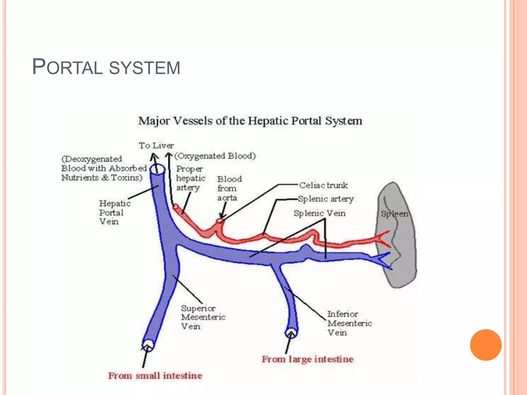 Hepatobiliary system | PPTX
