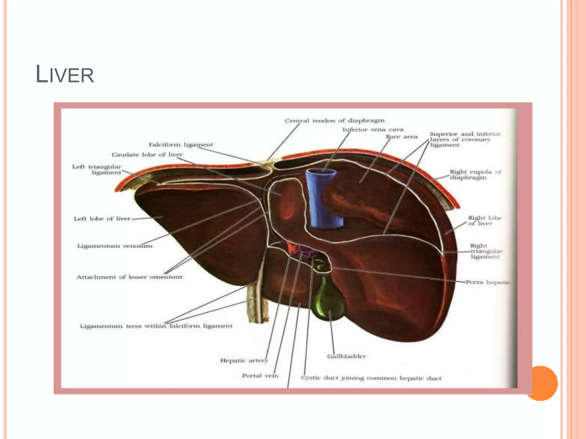 Hepatobiliary system | PPTX
