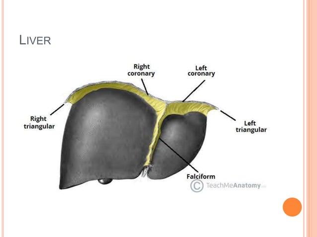 Hepatobiliary system | PPTX | Surgery | Medical Health