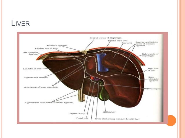 Hepatobiliary system | PPTX | Surgery | Medical Health