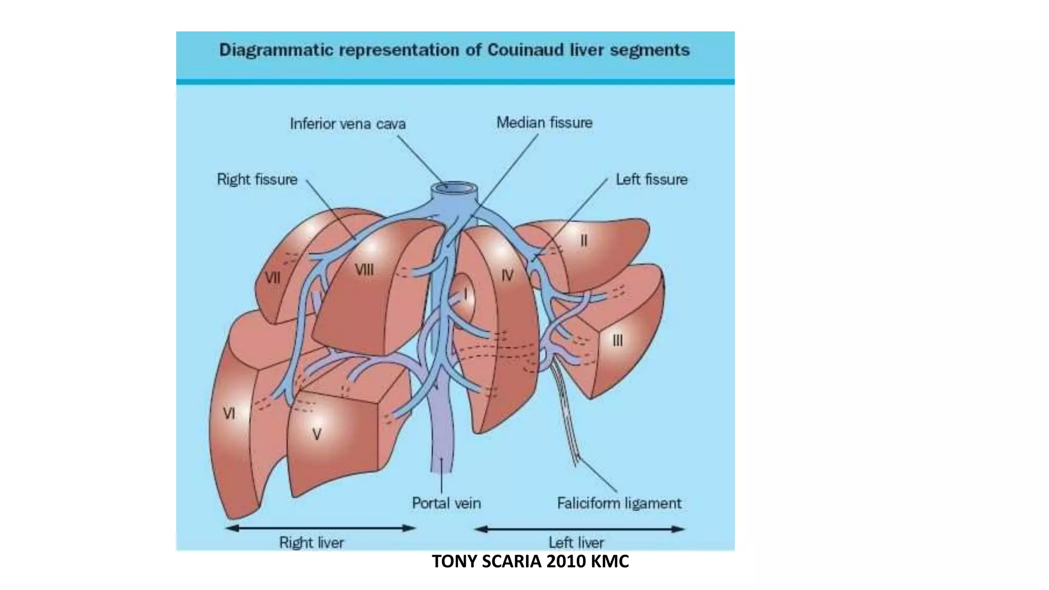 Hepatobiliary system radiology revision notes | PDF