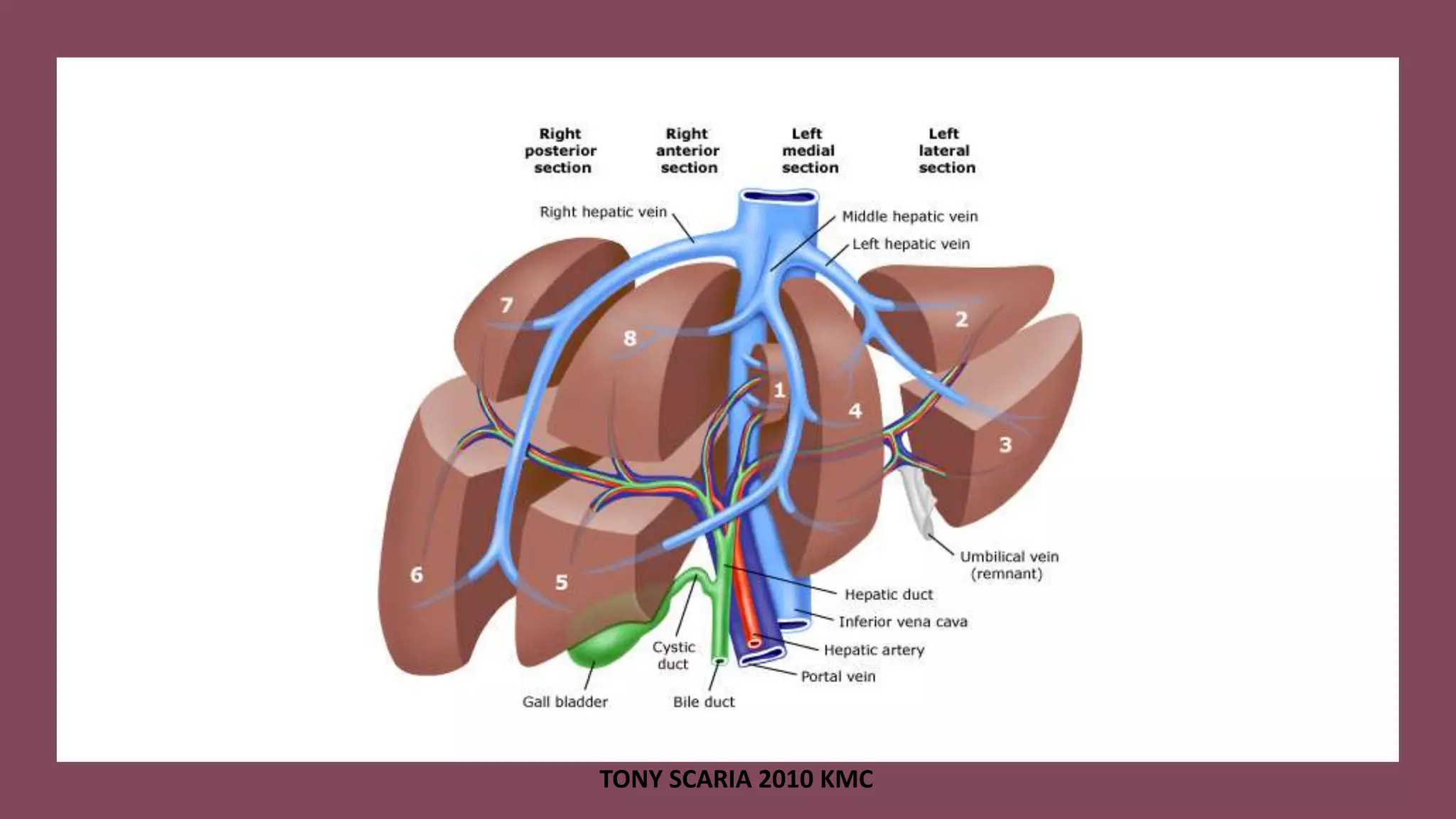 Hepatobiliary system radiology revision notes | PDF