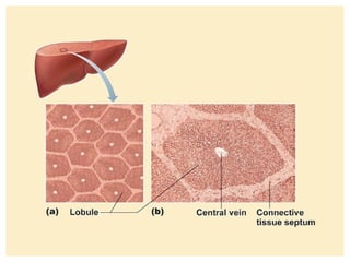 Hepatobiliary system Dr. Snehal Kosale | PPT