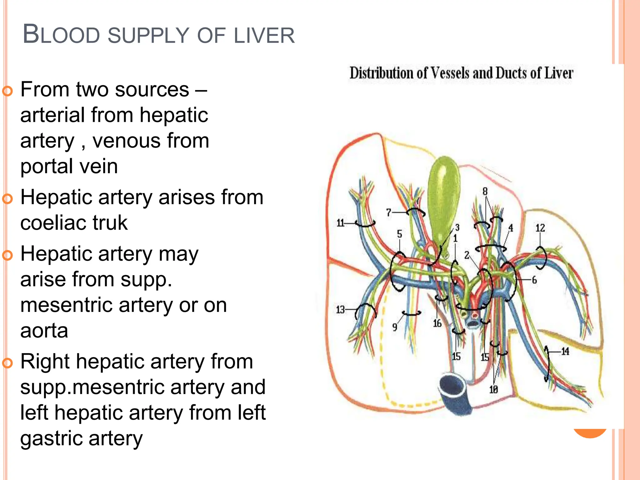 hepatobiliary system 2024.pptx hepatobiliary system | PPTX