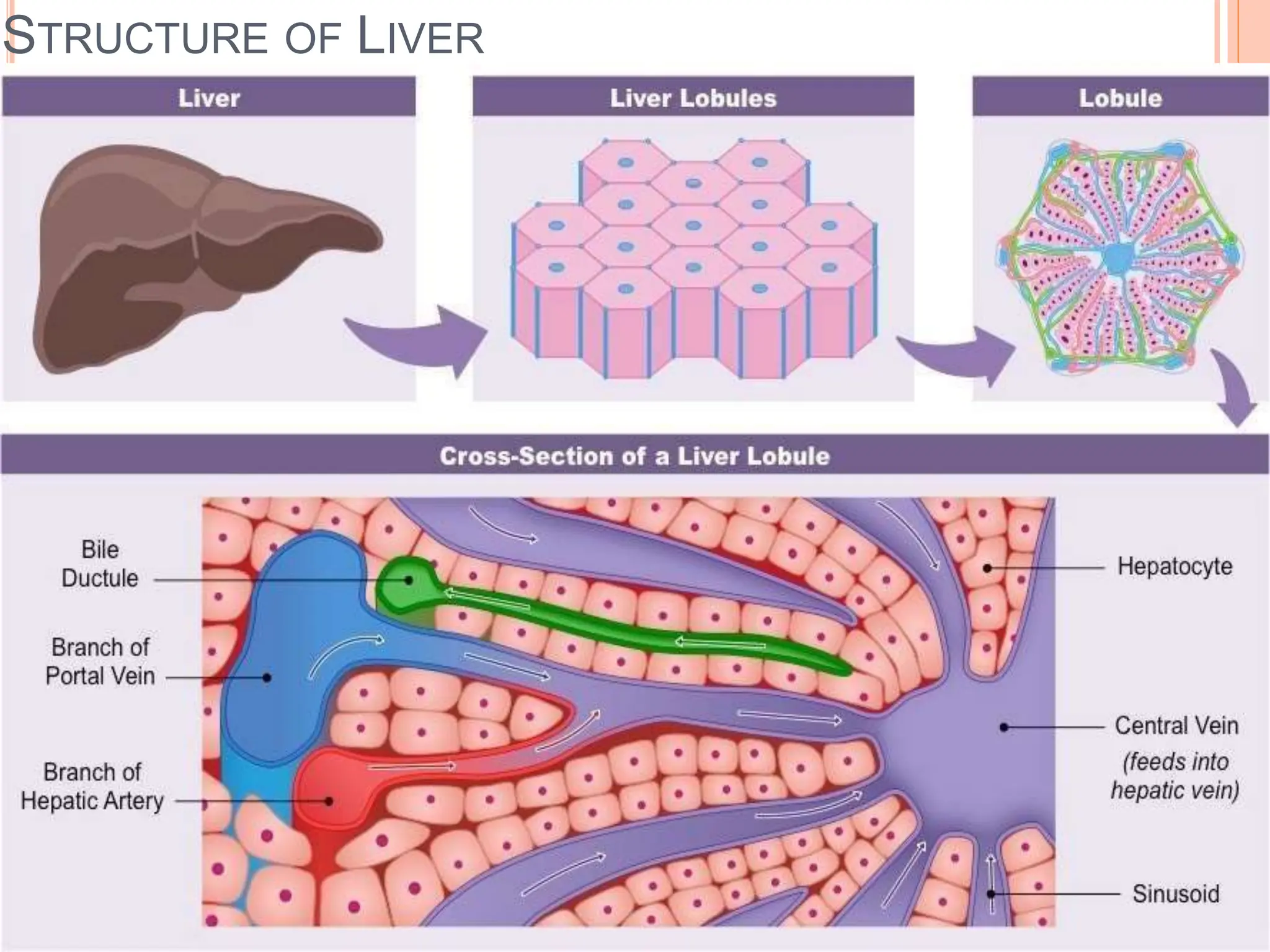 hepatobiliary system 2024.pptx hepatobiliary system | PPTX