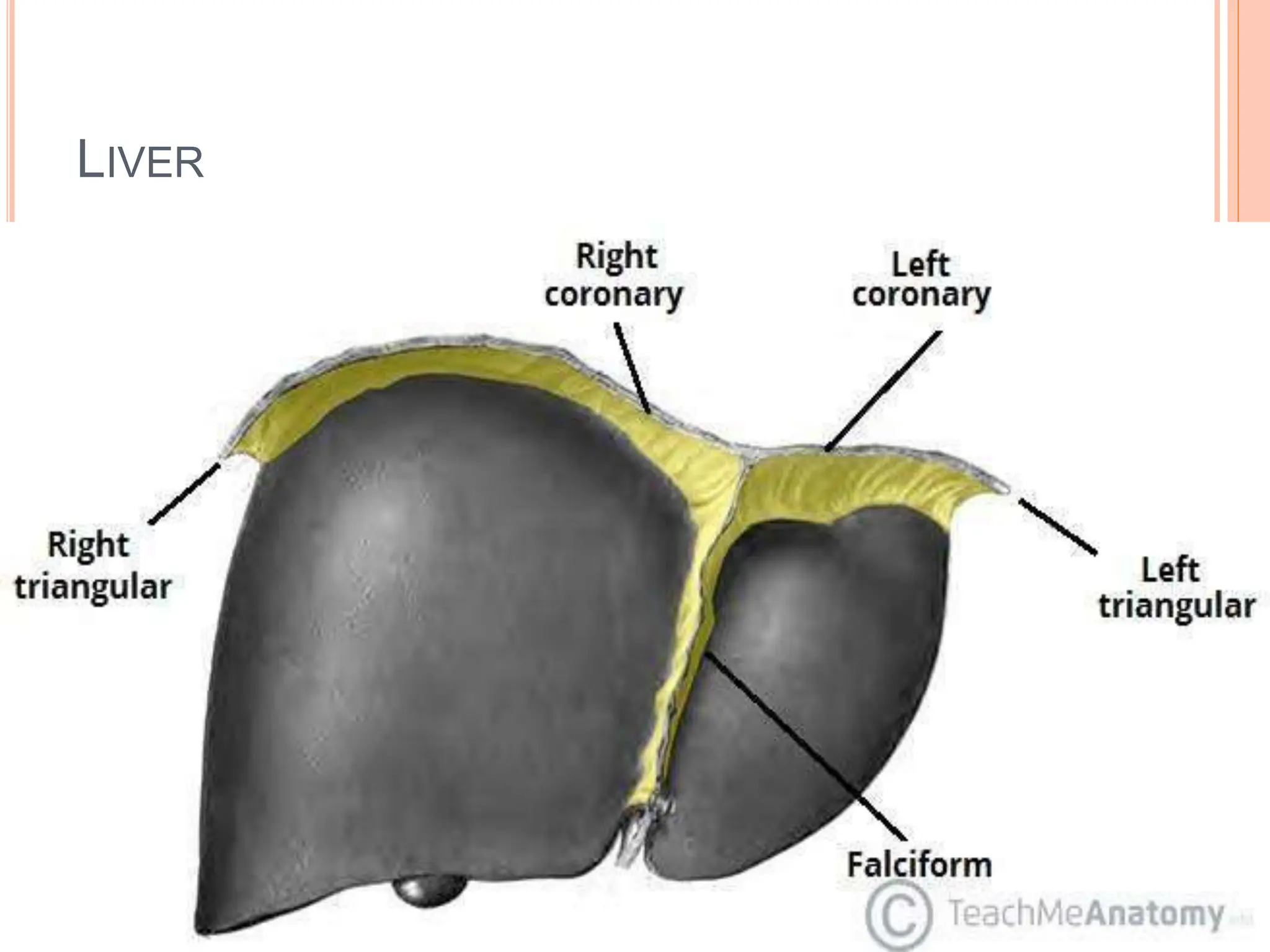 hepatobiliary system 2024.pptx hepatobiliary system | PPTX