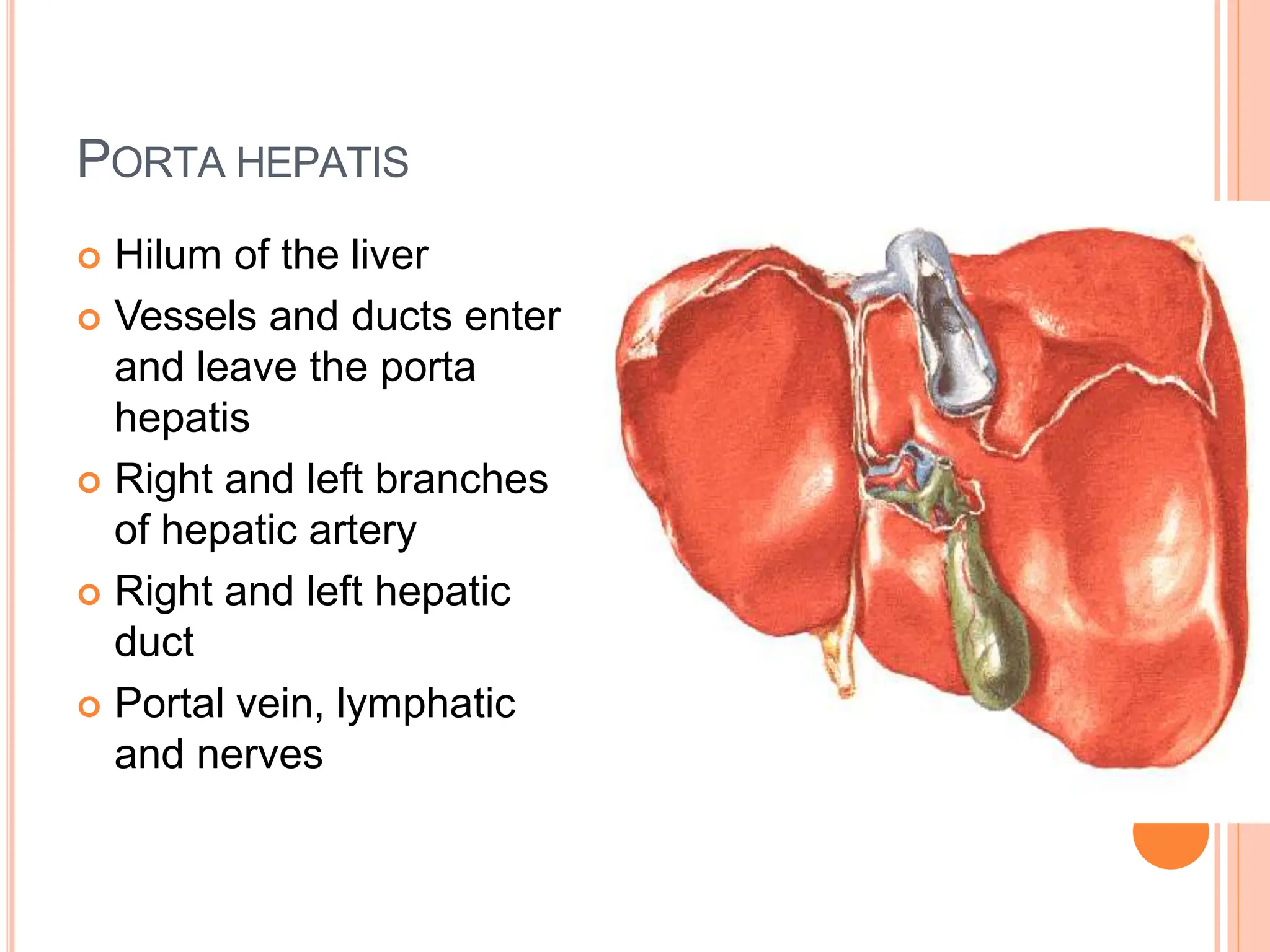 hepatobiliary system 2024.pptx hepatobiliary system | PPTX