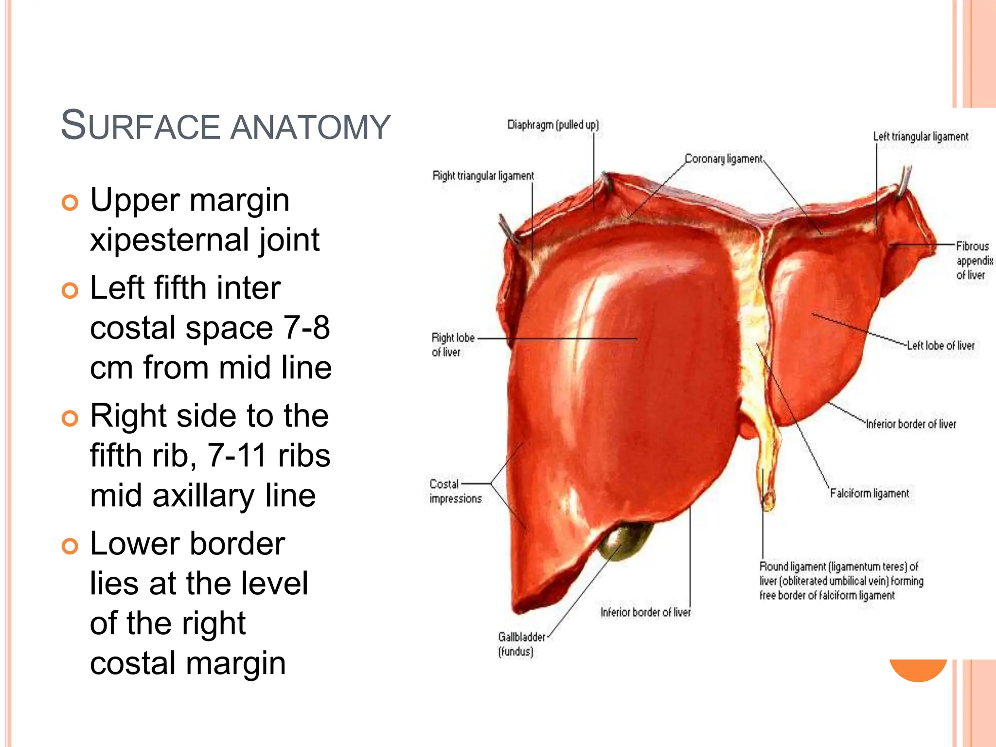 hepatobiliary system 2024.pptx hepatobiliary system | PPTX