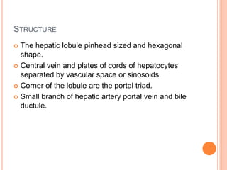 hepatobiliary system 2024.pptx hepatobiliary system | PPTX