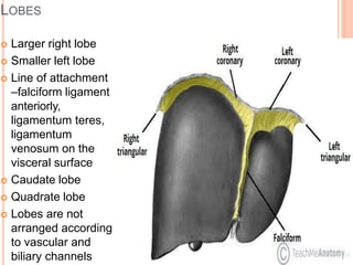 hepatobiliary system 2024.pptx hepatobiliary system | PPTX