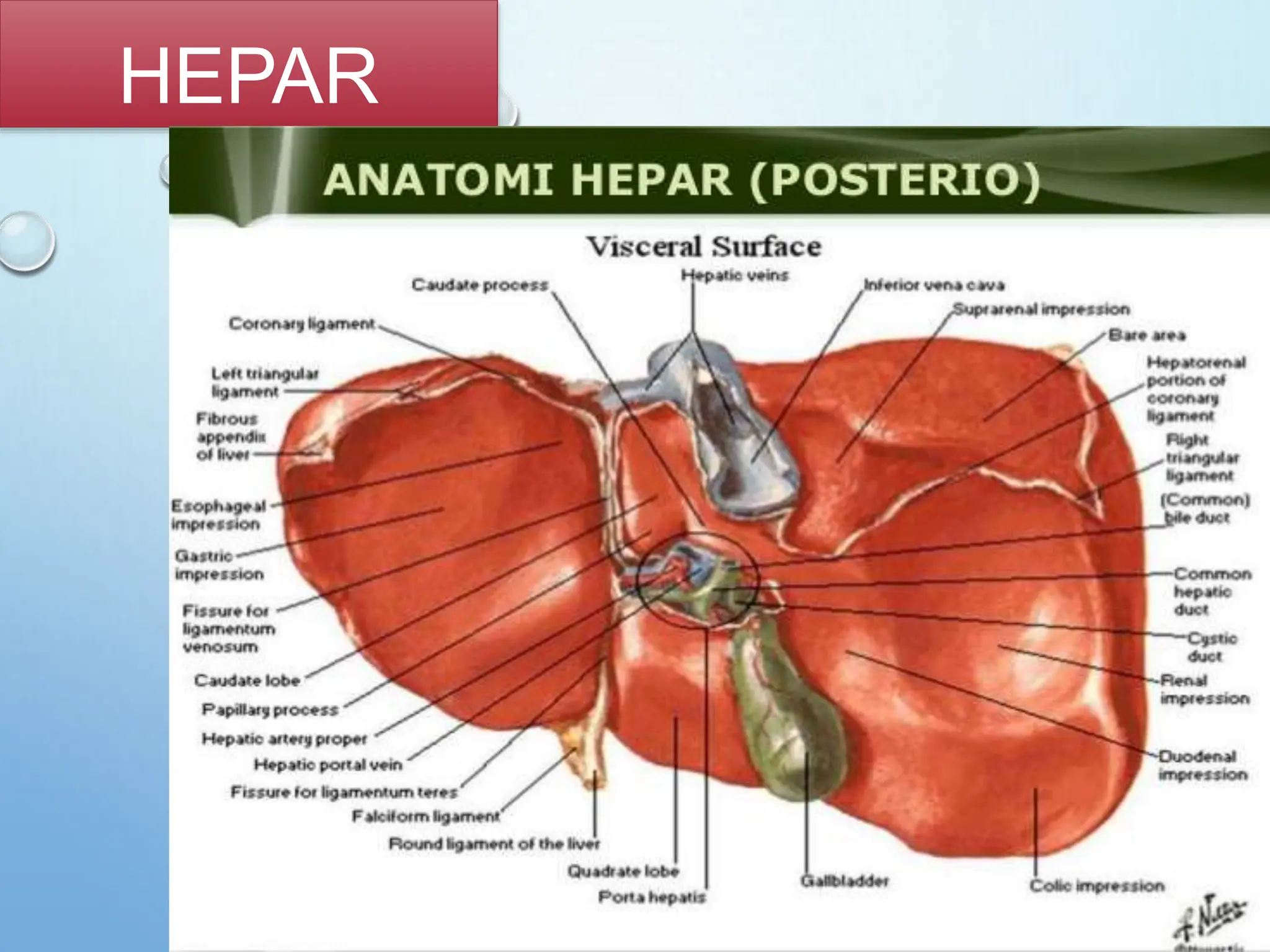 HEPATOBILIERPANCREATIC disease management | PPTX