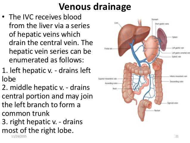 Hepatobilliary system