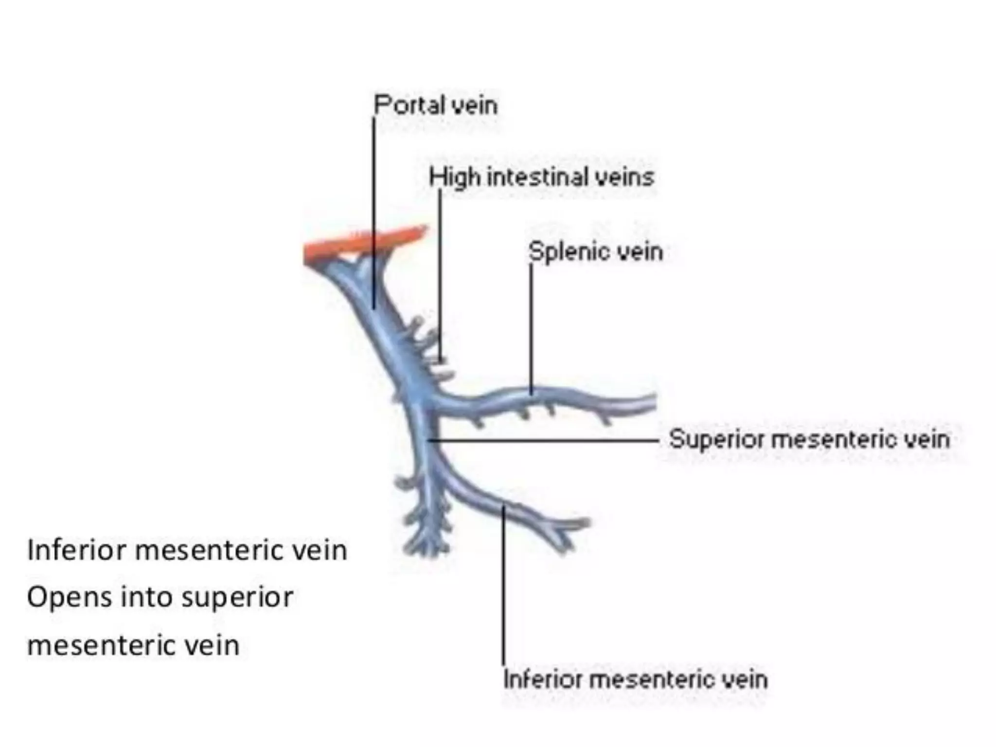 Anatomy of Hepato portal circulation | PDF