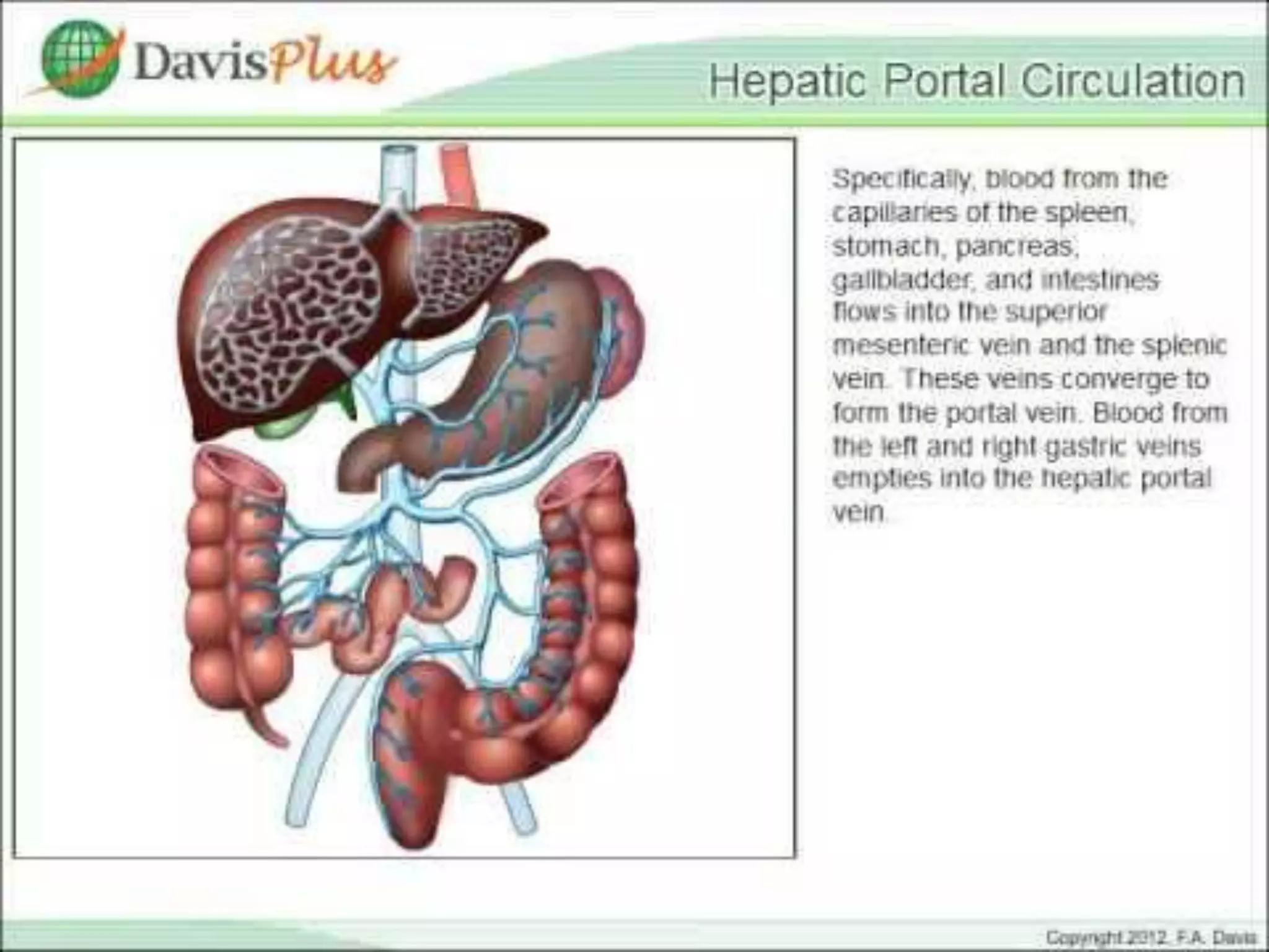 Anatomy of Hepato portal circulation | PDF