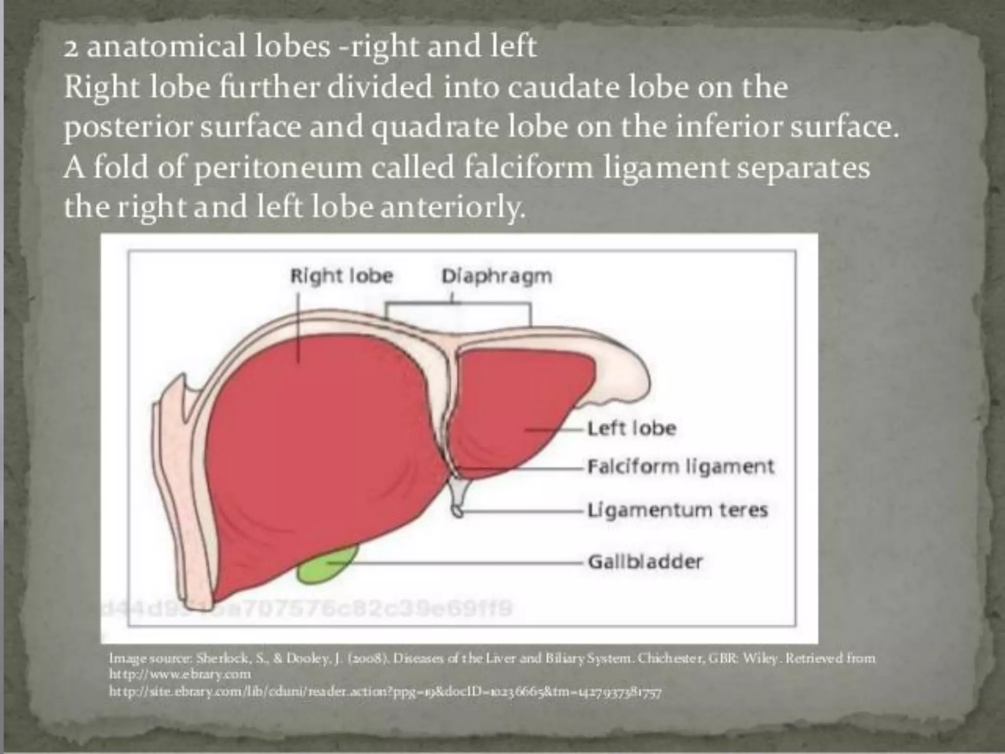 Anatomy of Hepato portal circulation | PDF