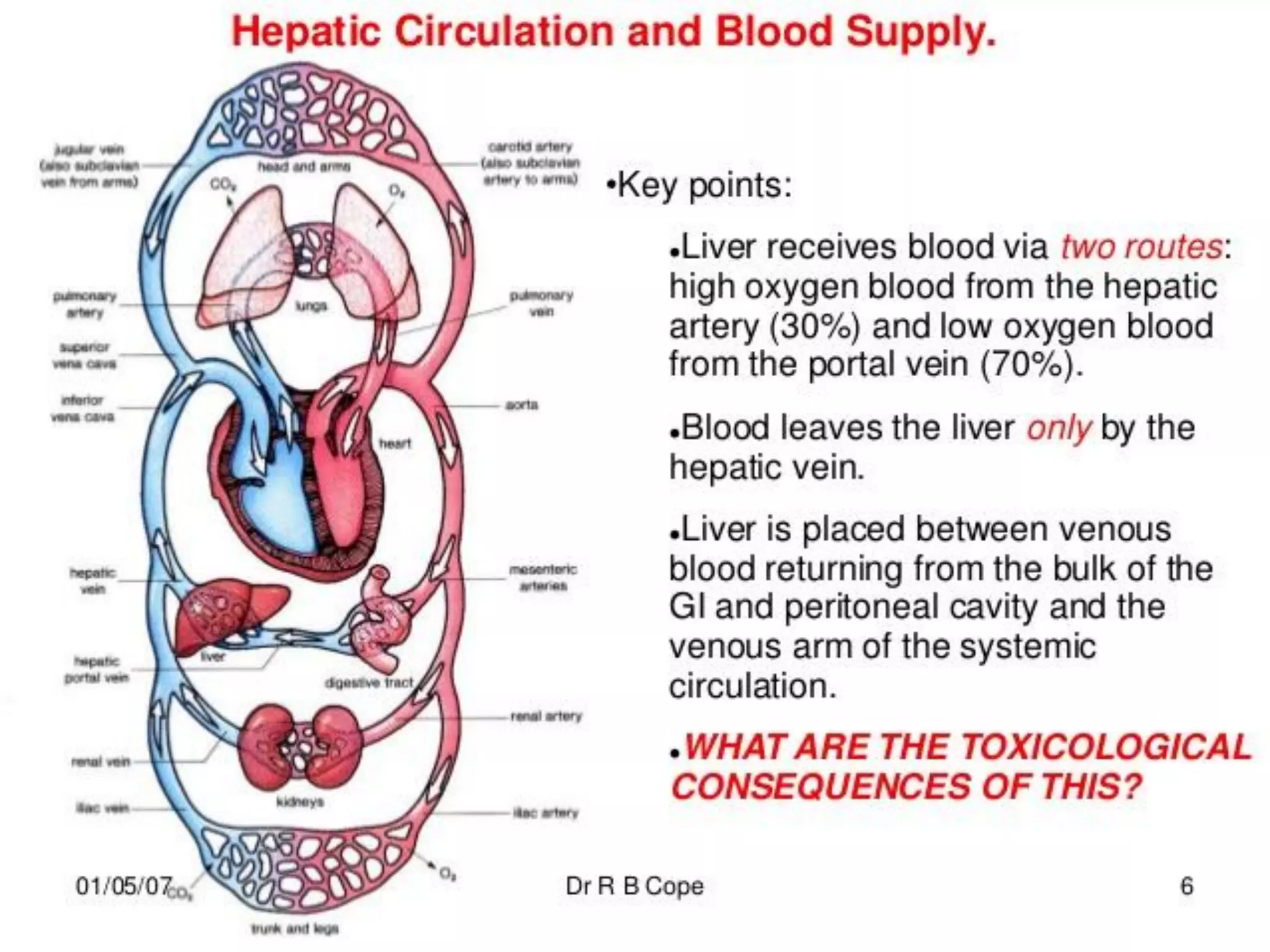 Anatomy of Hepato portal circulation | PDF