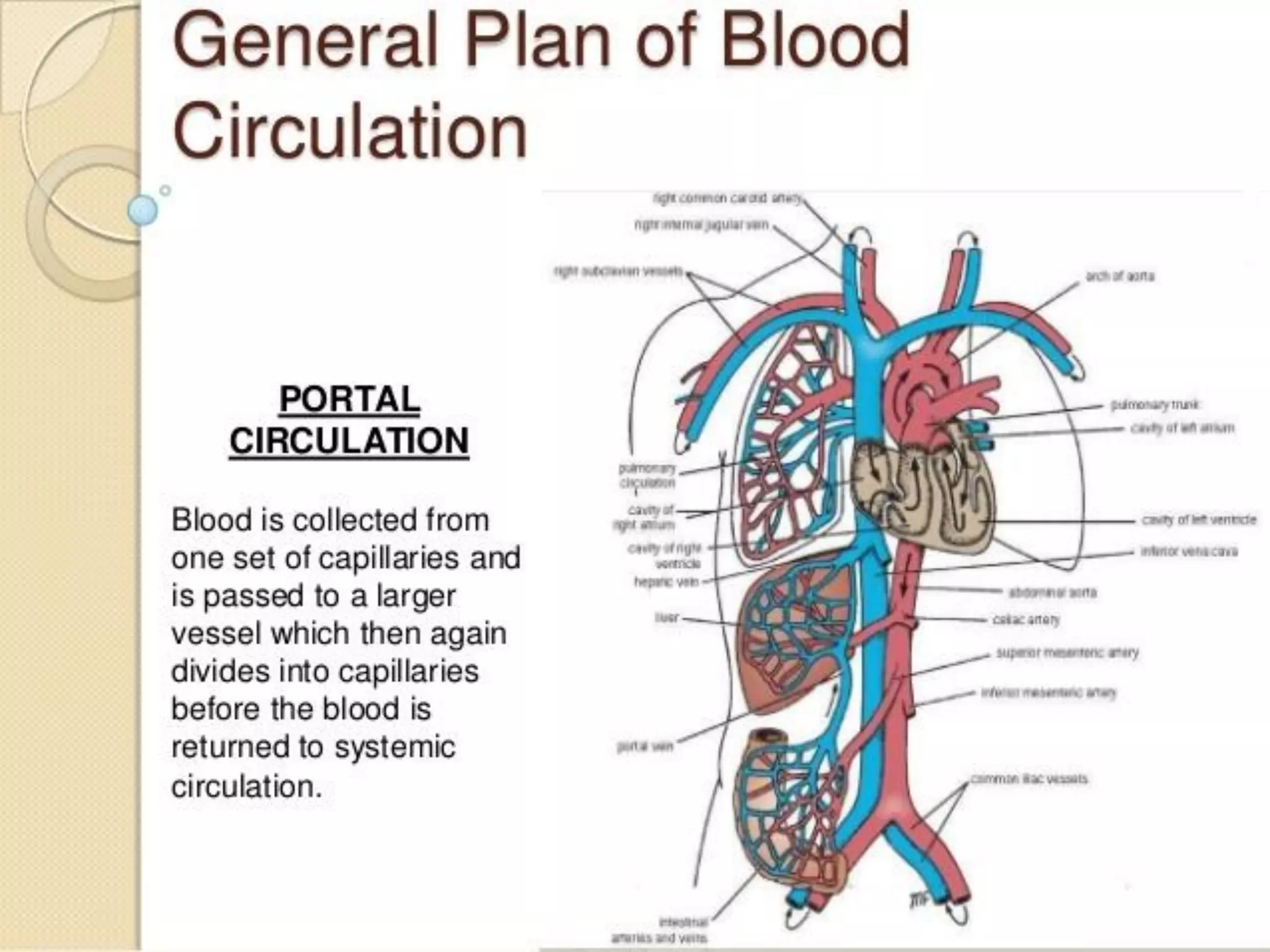 Anatomy of Hepato portal circulation | PDF