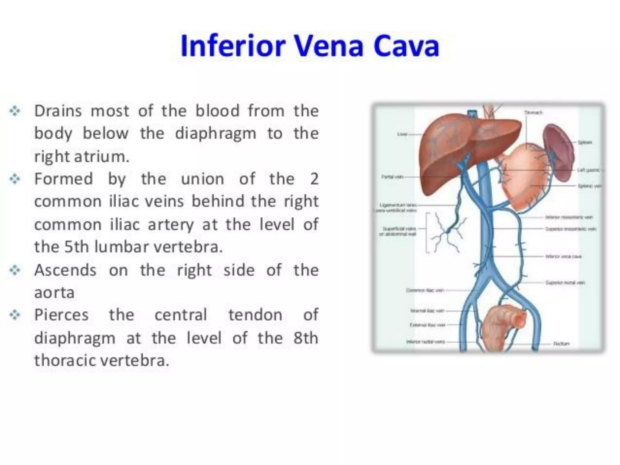 Anatomy of Hepato portal circulation | PDF
