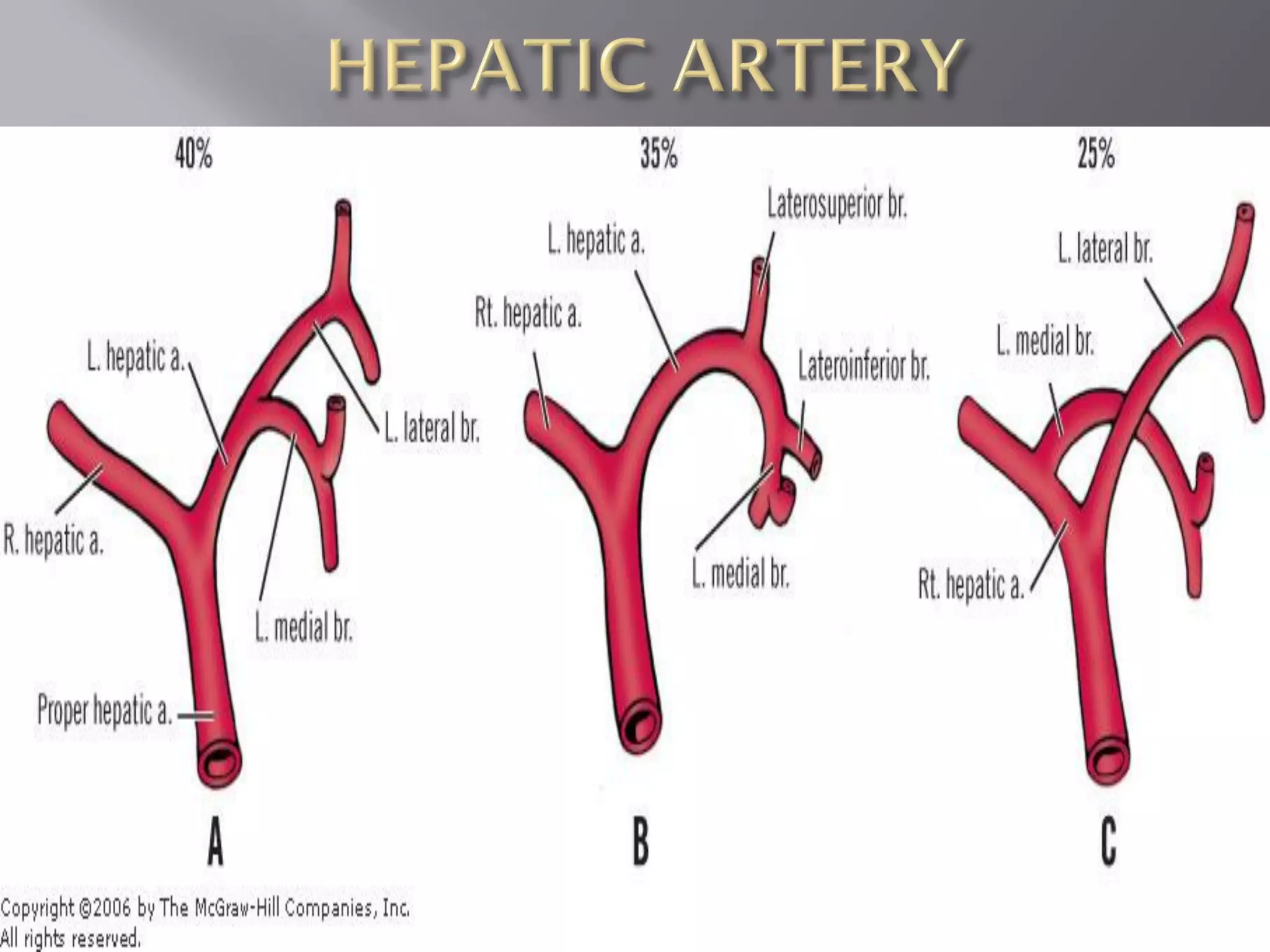 Anatomy of Hepato portal circulation | PDF
