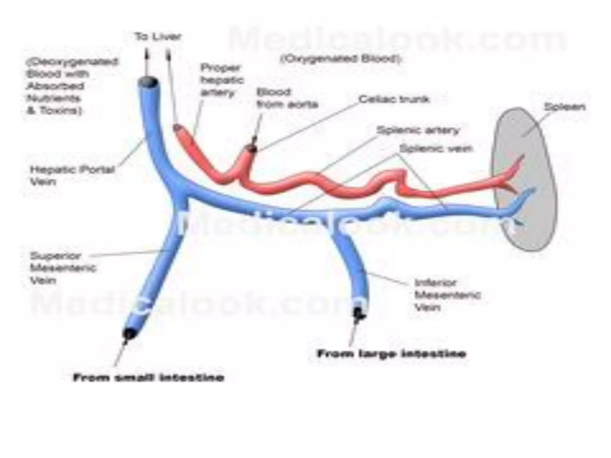 Anatomy of Hepato portal circulation | PDF