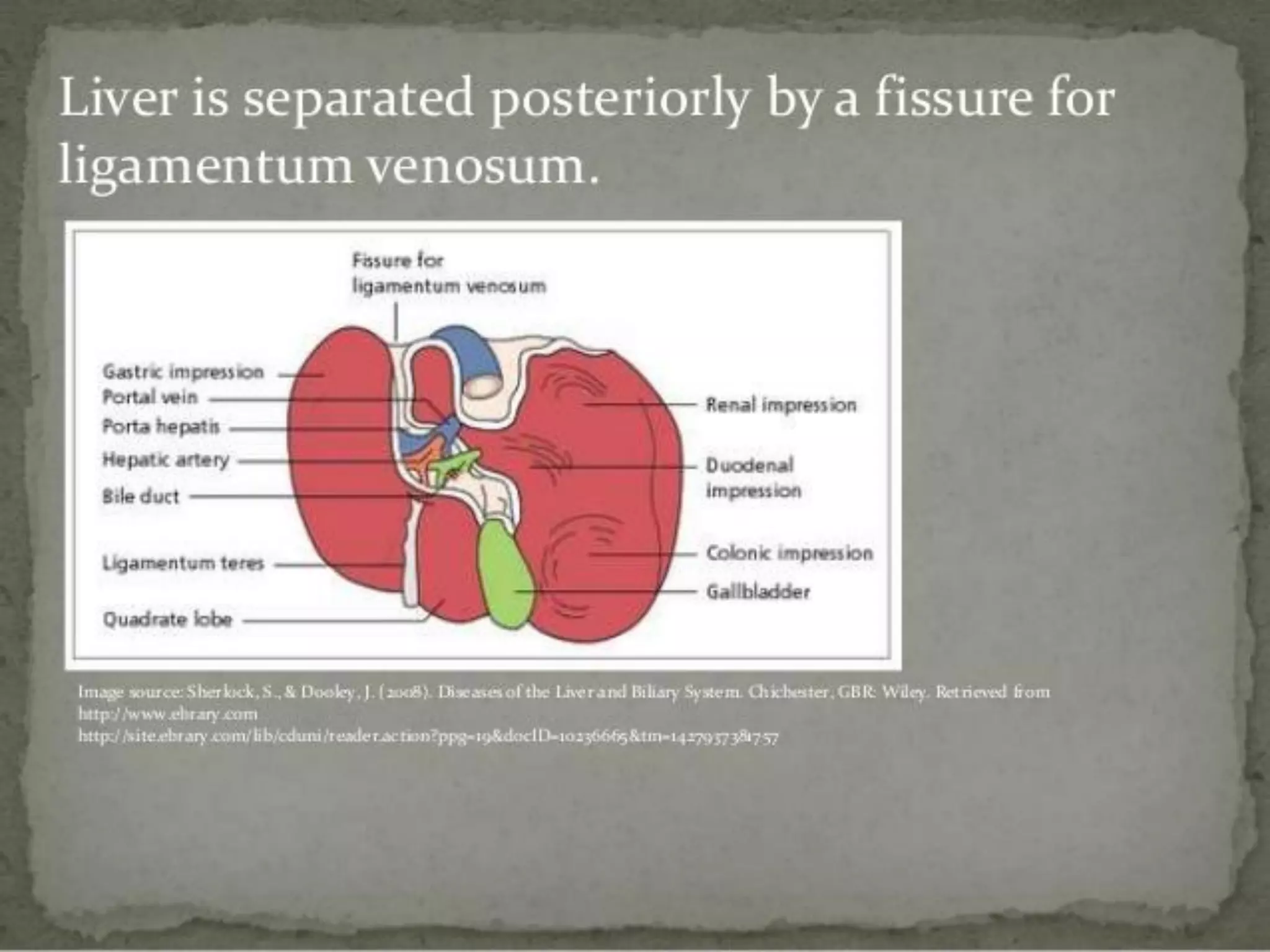 Anatomy of Hepato portal circulation | PDF