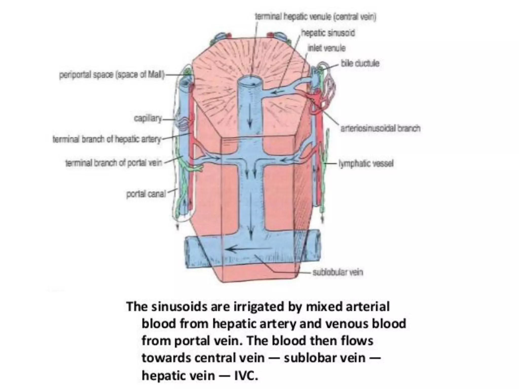 Anatomy of Hepato portal circulation | PDF