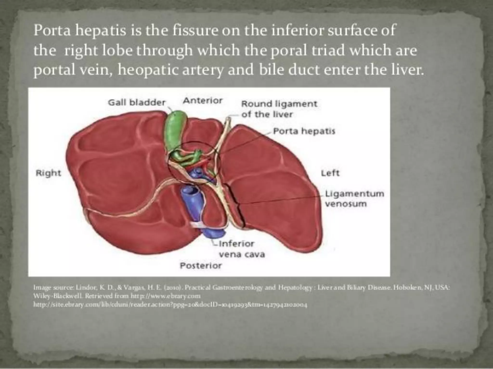 Anatomy of Hepato portal circulation | PDF
