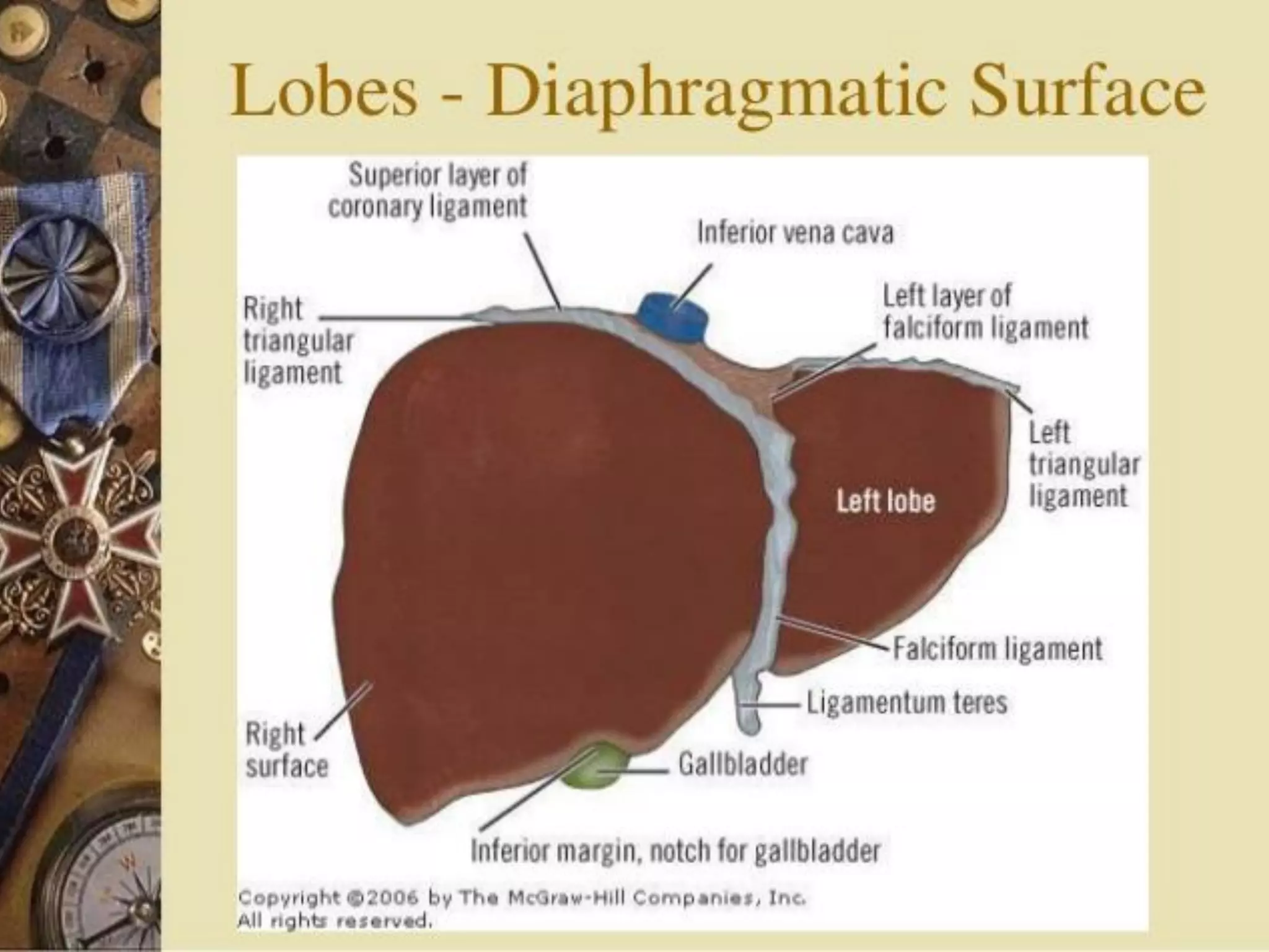 Anatomy of Hepato portal circulation | PDF