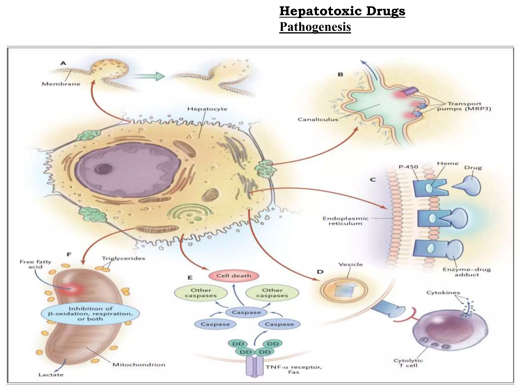 Hepatotoxic drugs | PPTX