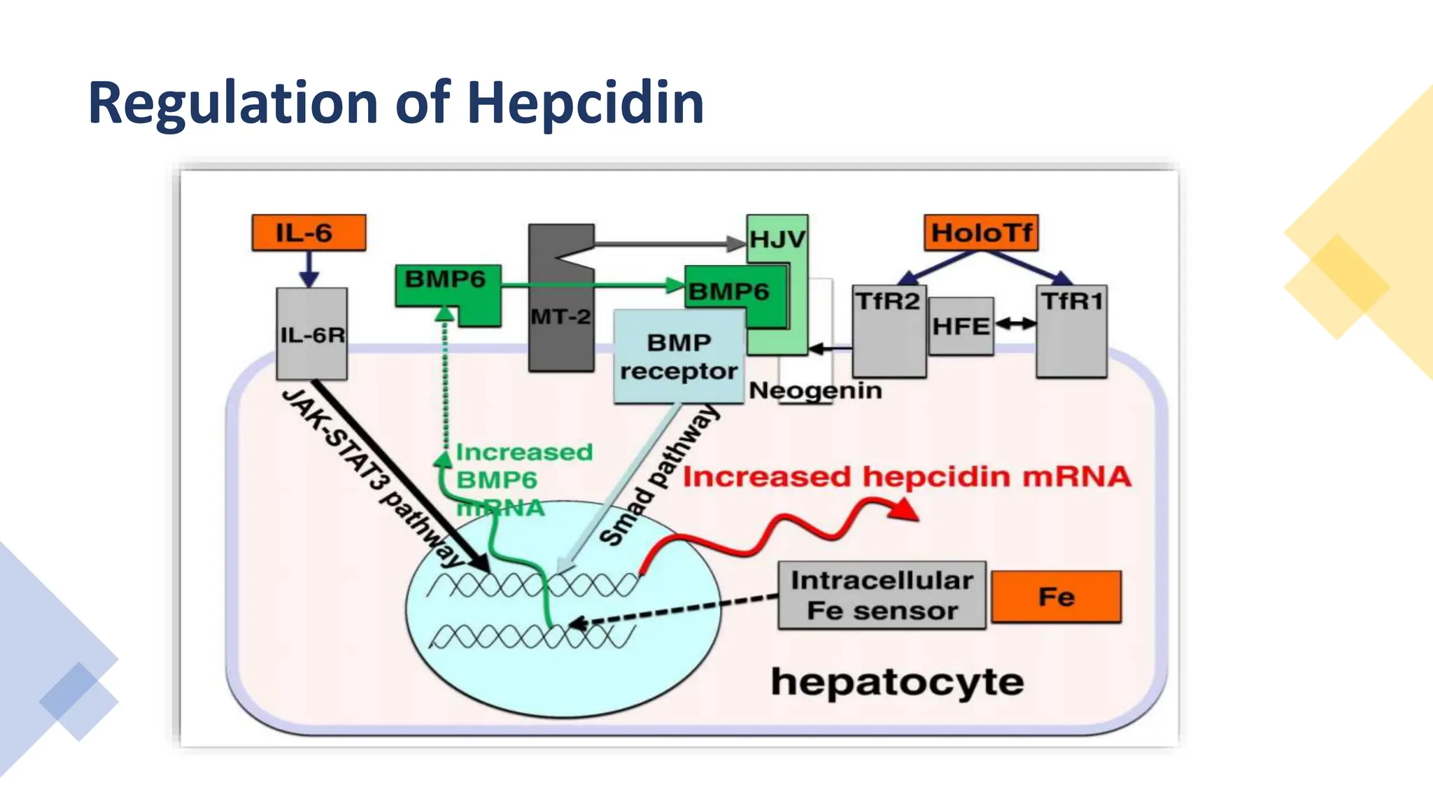 Hepcidin - Regulation and its role in Iron metabolism | PPTX