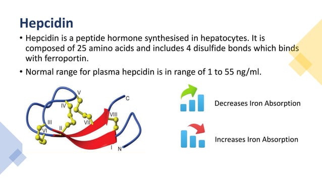 Hepcidin - Regulation and its role in Iron metabolism | PPTX | Blood ...