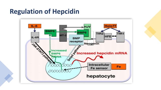 Hepcidin - Regulation and its role in Iron metabolism | PPTX | Blood ...