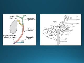 Biliary Anatomy and Reconstruction of the Biliary Tract | PPT