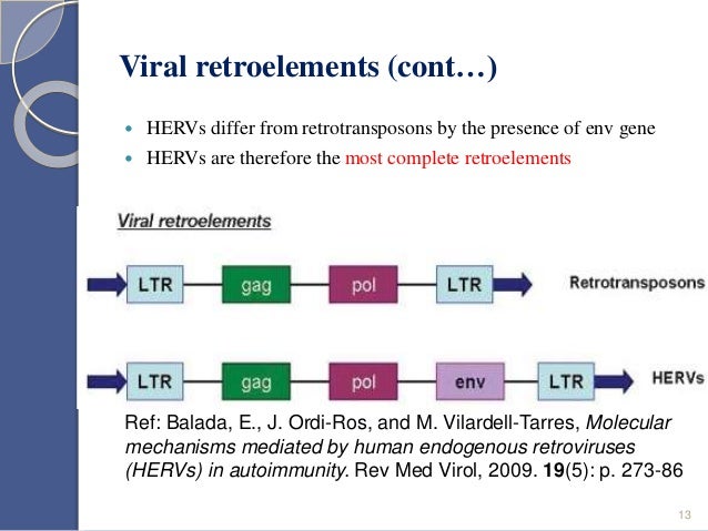 Human endogenous retroviruses
