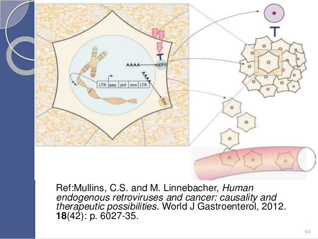 Human endogenous retroviruses