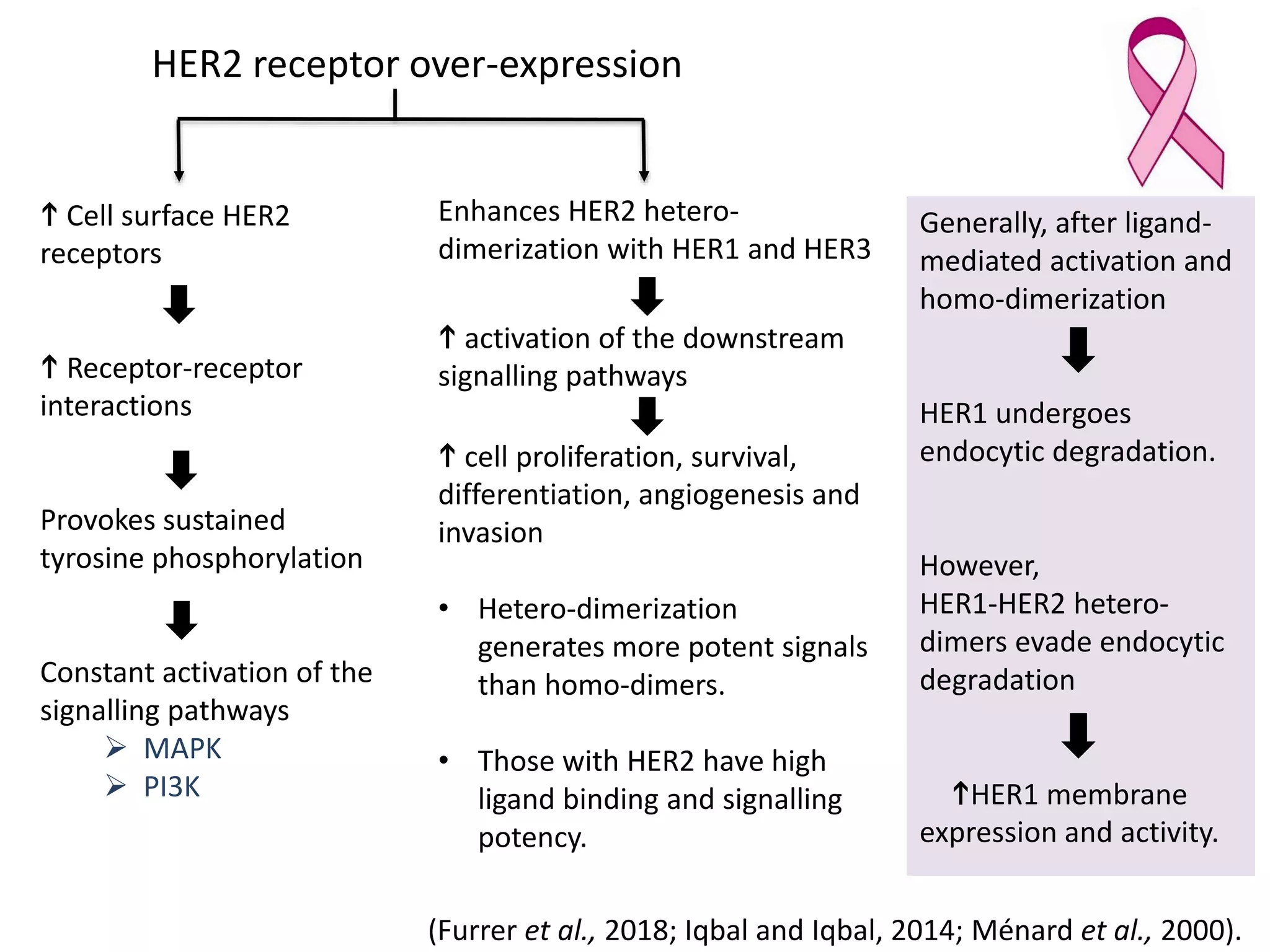 HER2+ signalling pathways | PPTX