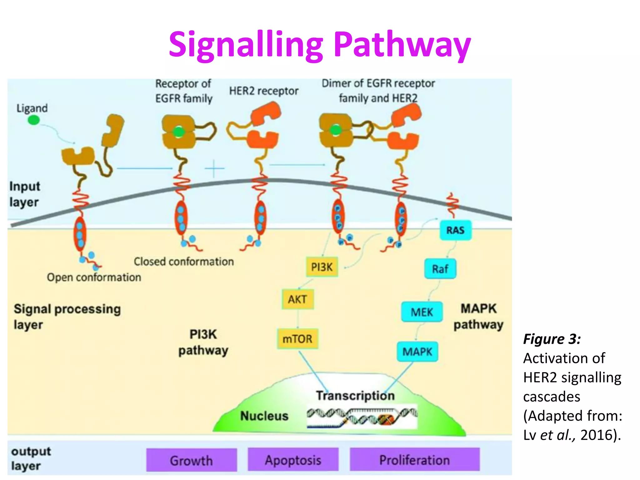 HER2+ signalling pathways | PPTX