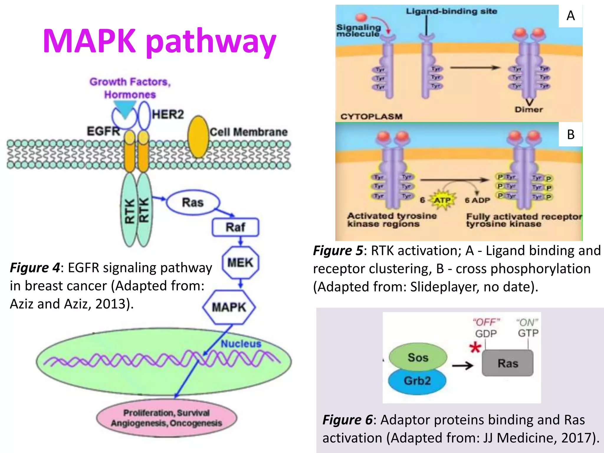 HER2+ signalling pathways | PPTX