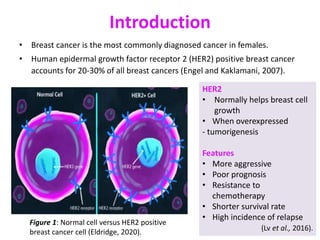 HER2+ signalling pathways | PPTX