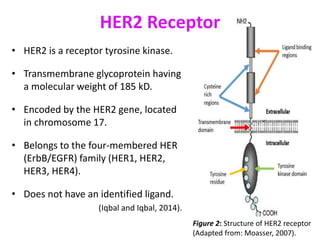 HER2+ signalling pathways | PPTX