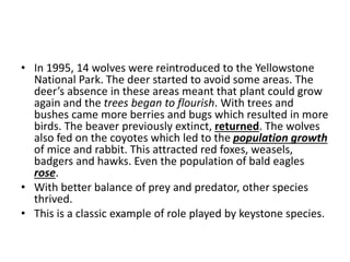Keystone Species | PPTX