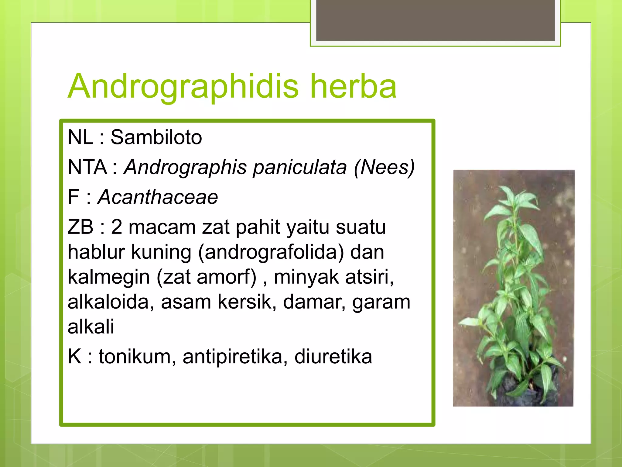 Herba.pptx
