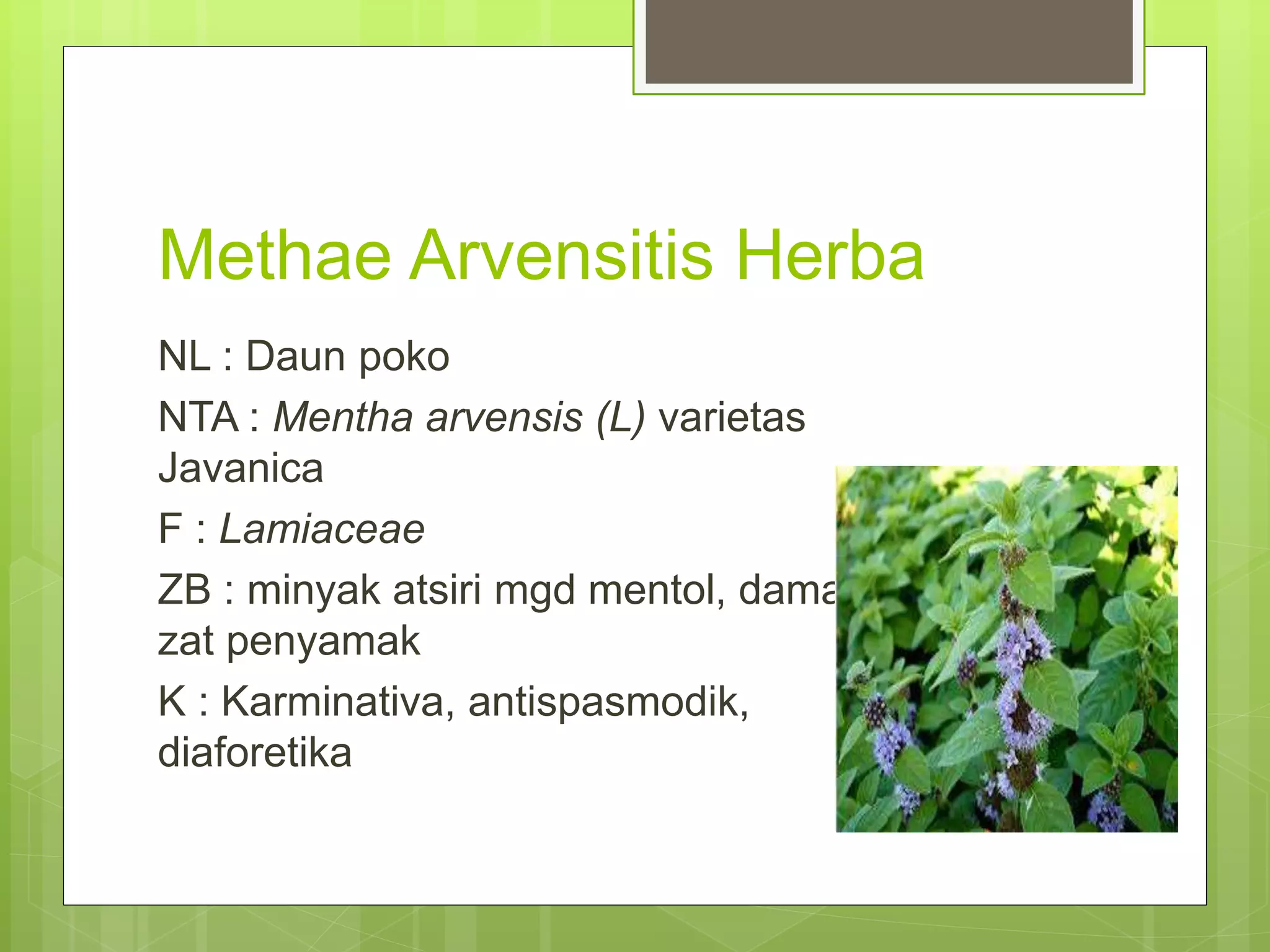 Herba.pptx