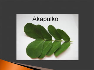 Herbal Medicine endorsed by DOH | PPT