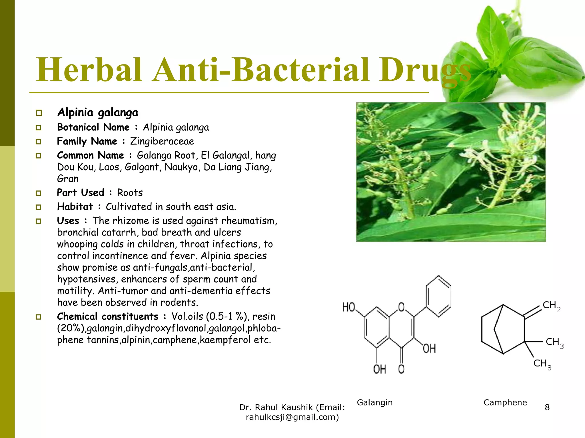 Herbal antibacterial drugs | PPTX