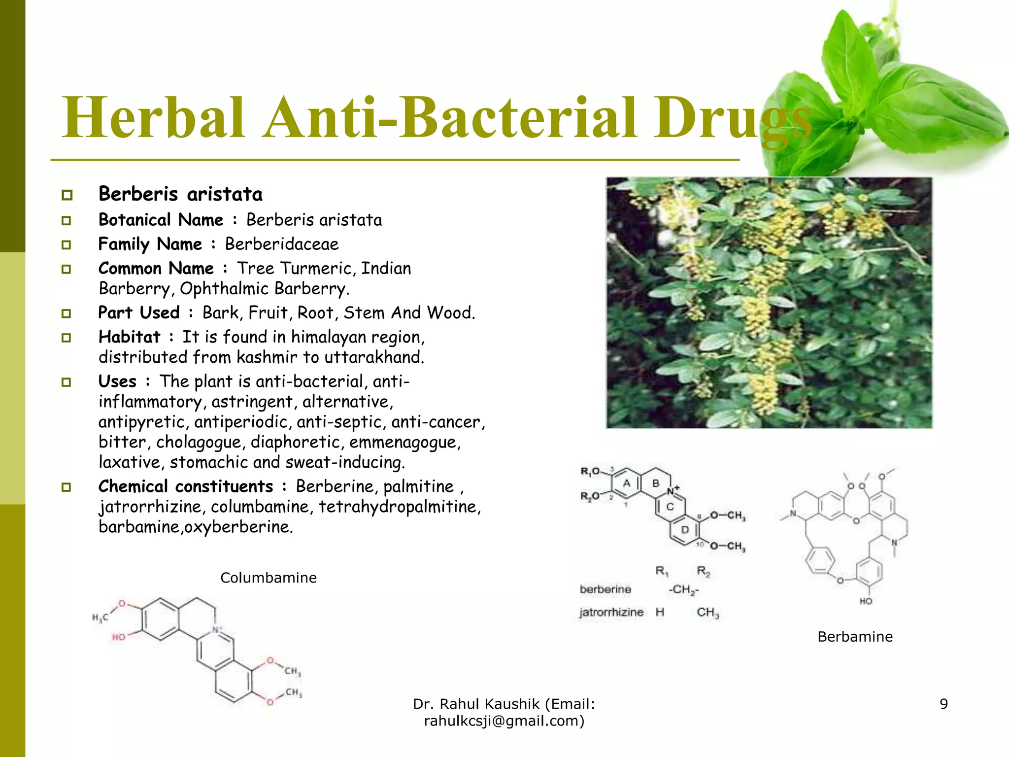 Herbal antibacterial drugs | PPTX