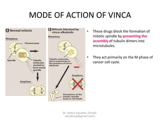 Herbal anticancer drugs | PPT