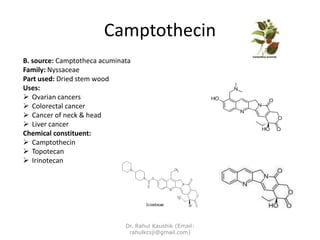 Herbal anticancer drugs | PPTX