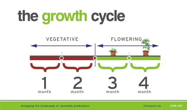 Marijuana Grow Cycle Chart