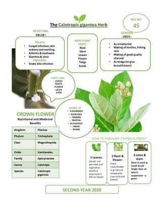 Herbal Plant infographic Calotropis gigantea | PDF